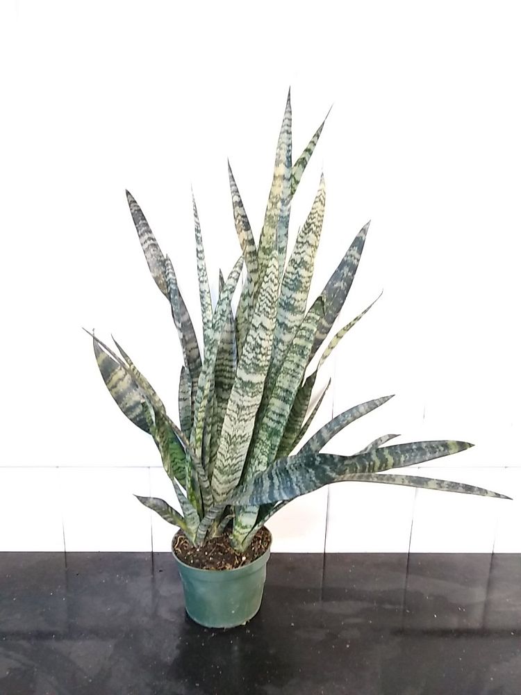 Sansevieria zeylanica | PlantVine