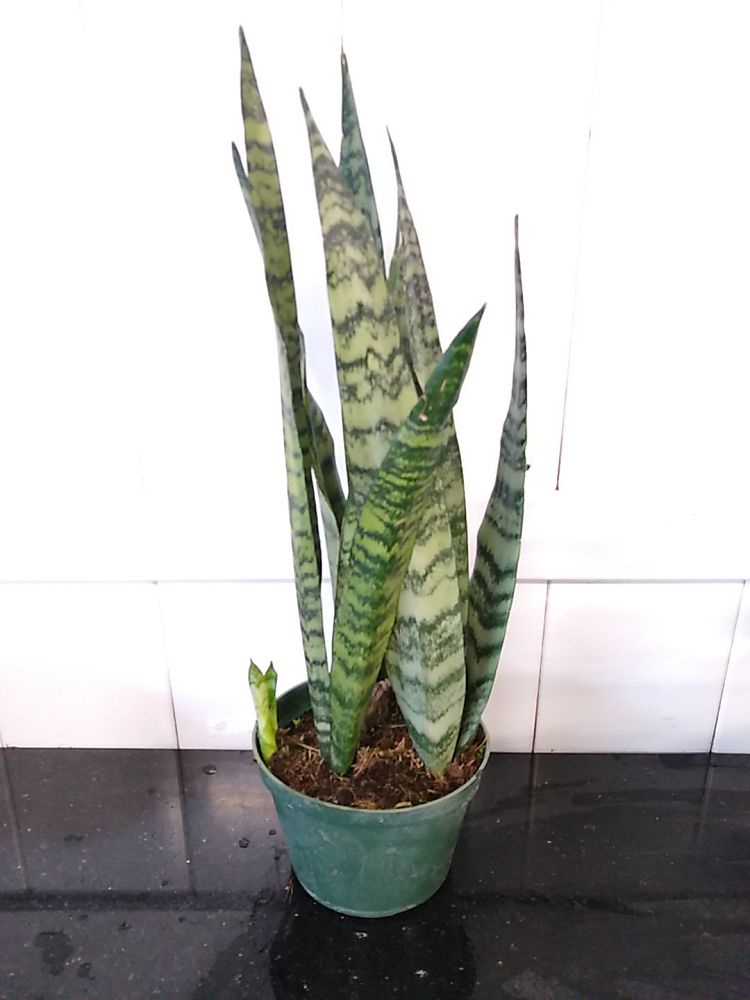 Sansevieria zeylanica | PlantVine