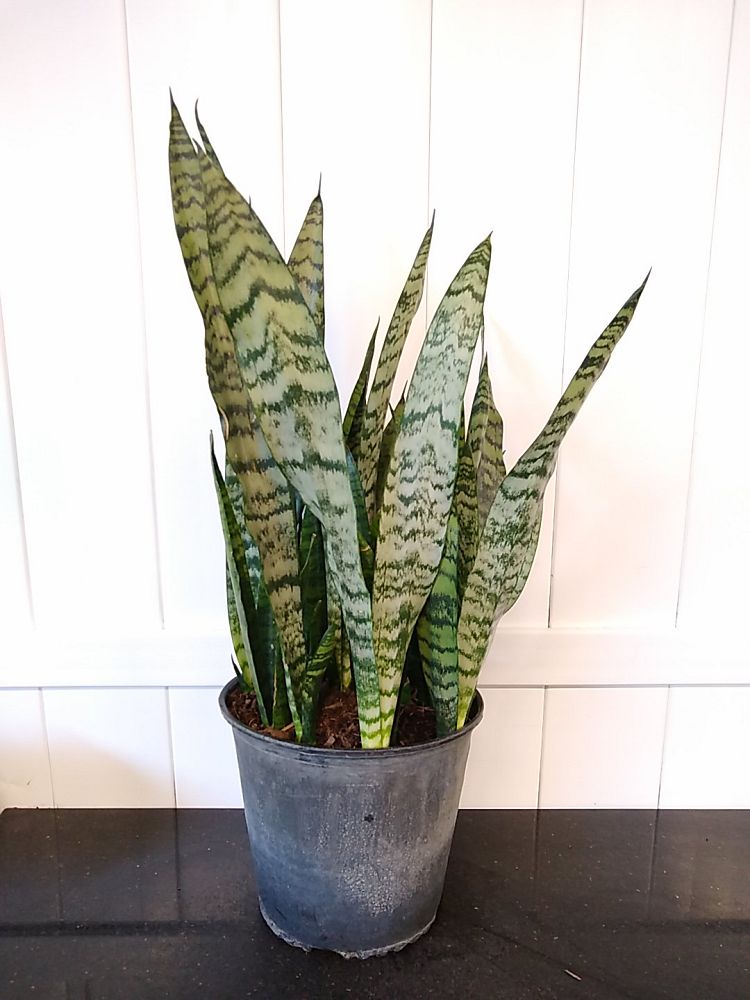 Sansevieria zeylanica | PlantVine
