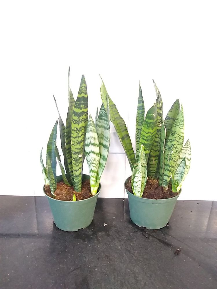 Sansevieria zeylanica | PlantVine
