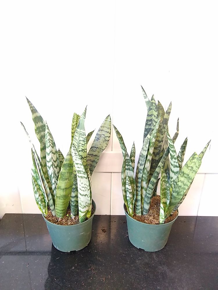 Sansevieria zeylanica | PlantVine
