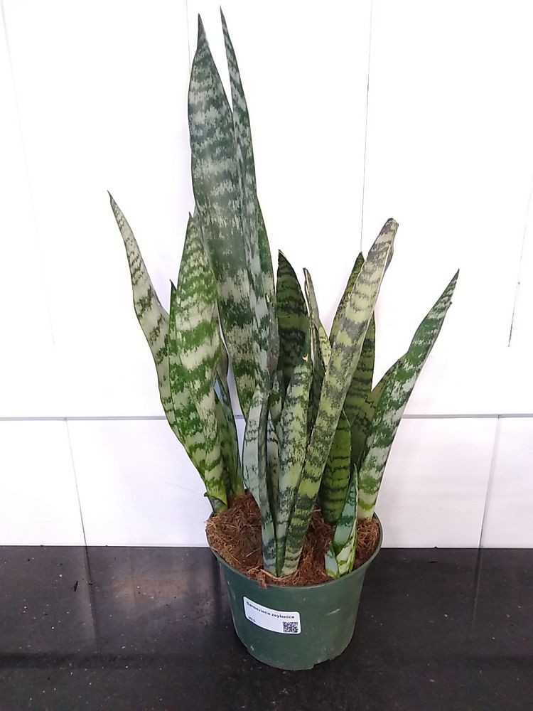 Sansevieria zeylanica | PlantVine