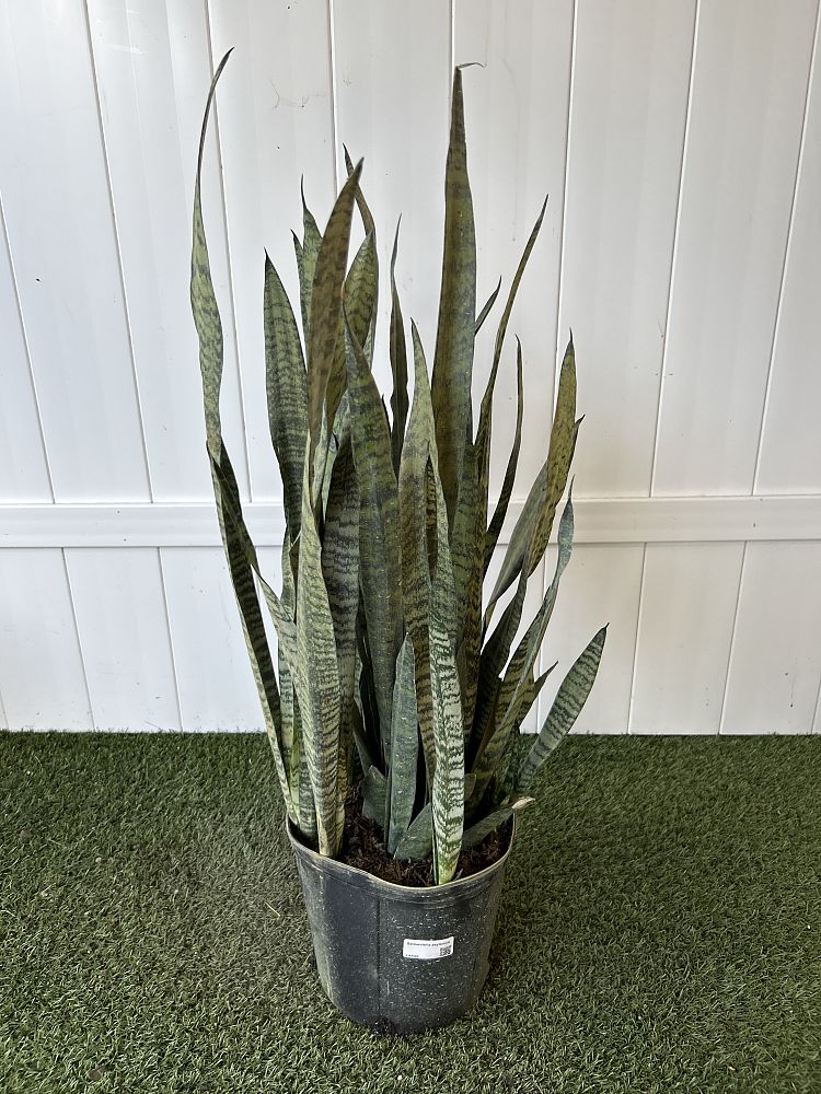 Sansevieria zeylanica | PlantVine