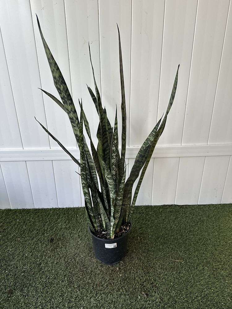 Sansevieria zeylanica | PlantVine