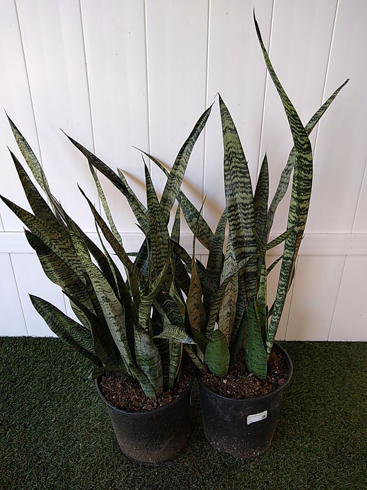 Sansevieria zeylanica | PlantVine