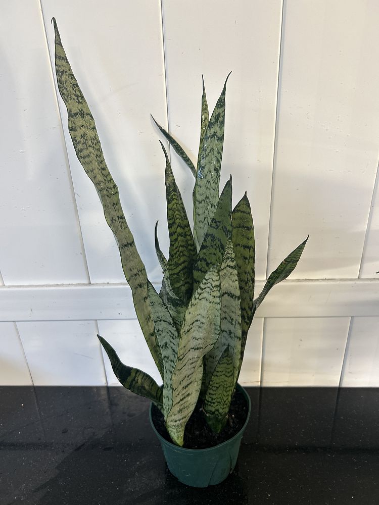 Sansevieria zeylanica | PlantVine