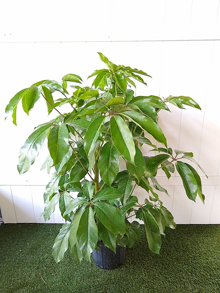 Buy Schefflera Actinophylla 'Amate', Umbrella Tree | PlantVine