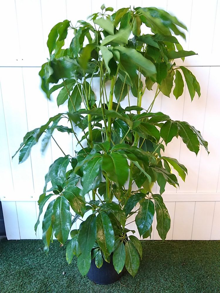 Buy Schefflera Actinophylla 'Amate', Umbrella Tree | PlantVine