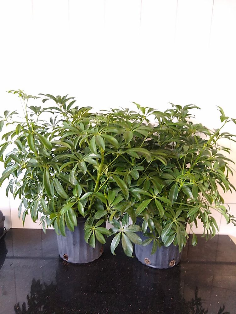 Schefflera arboricola ‘Green’, Umbrella Tree | PlantVine