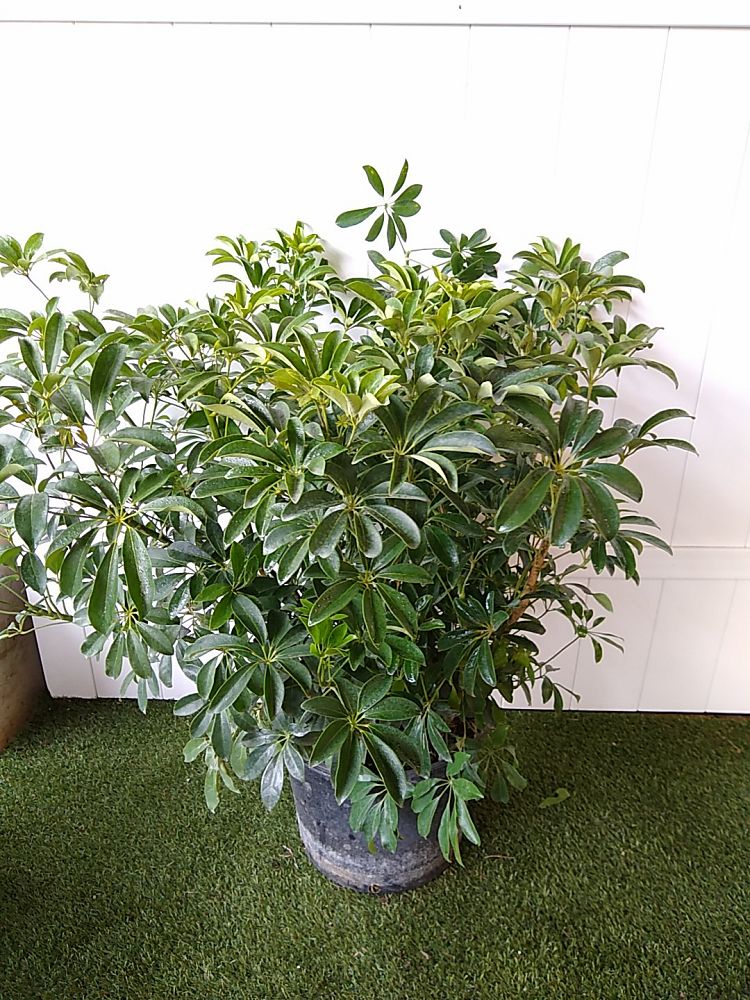 Schefflera arboricola ‘Green’, Umbrella Tree | PlantVine