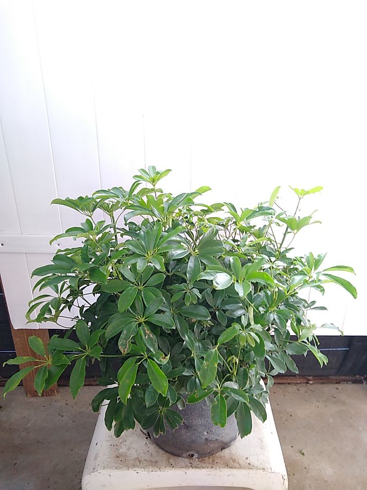Schefflera arboricola ‘Green’, Umbrella Tree | PlantVine