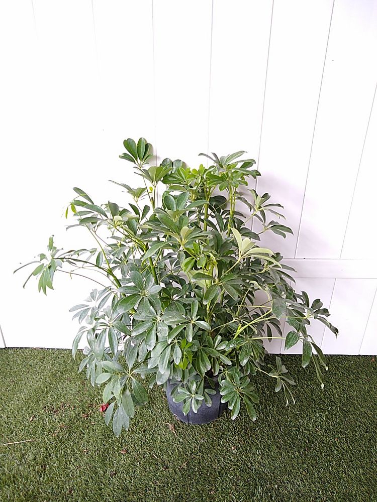Schefflera arboricola ‘Green’, Umbrella Tree | PlantVine