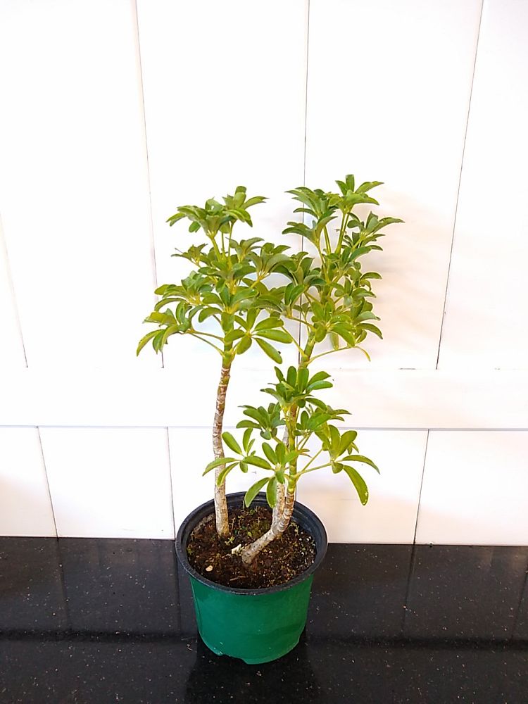Schefflera arboricola ‘Compacta’, Dwarf Umbrella Tree | PlantVine