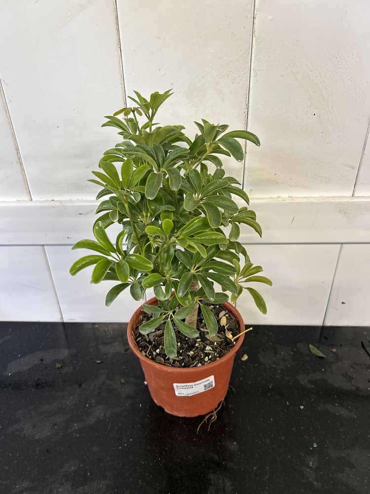 Compact Dwarf Umbrella Tree | PlantVine