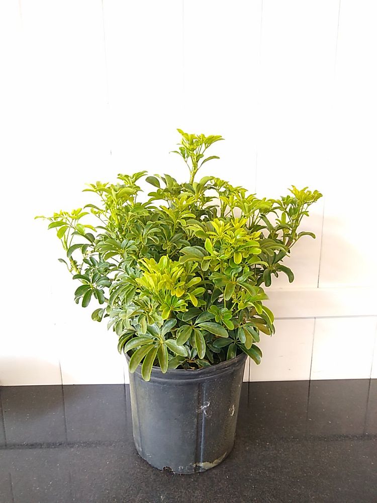 Schefflera arboricola ‘Compacta’, Dwarf Umbrella Tree | PlantVine