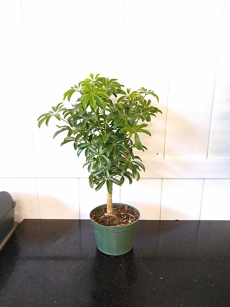 Dwarf Umbrella Tree | PlantVine