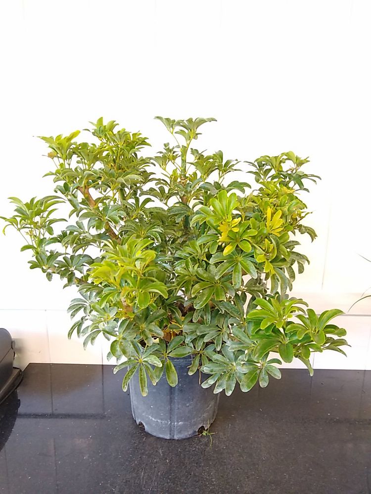 Dwarf Umbrella Tree | PlantVine