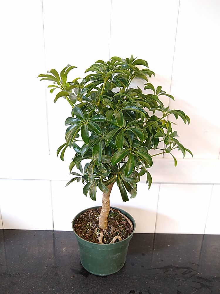 Dwarf Umbrella Tree | PlantVine