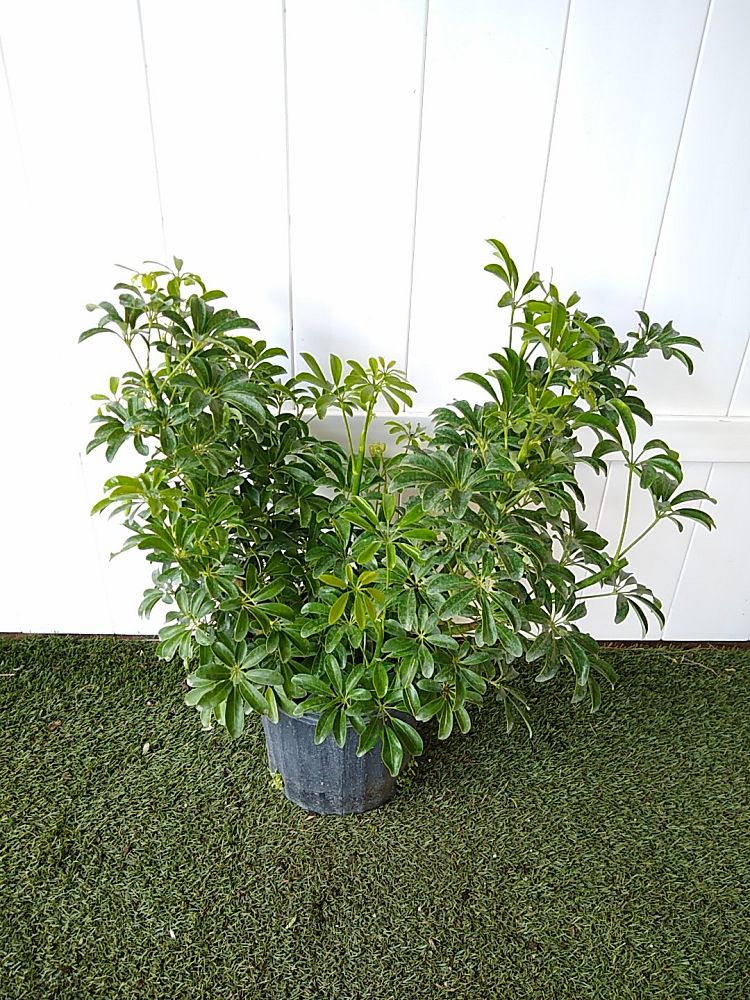 Dwarf Umbrella Tree | PlantVine