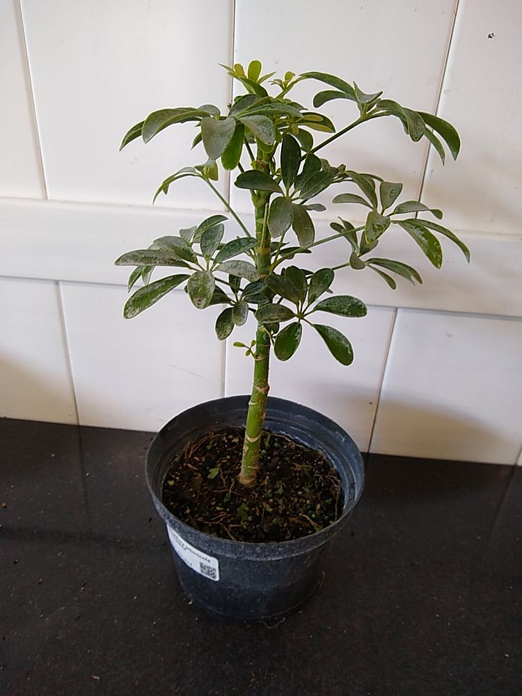 Compact Dwarf Umbrella Tree | PlantVine