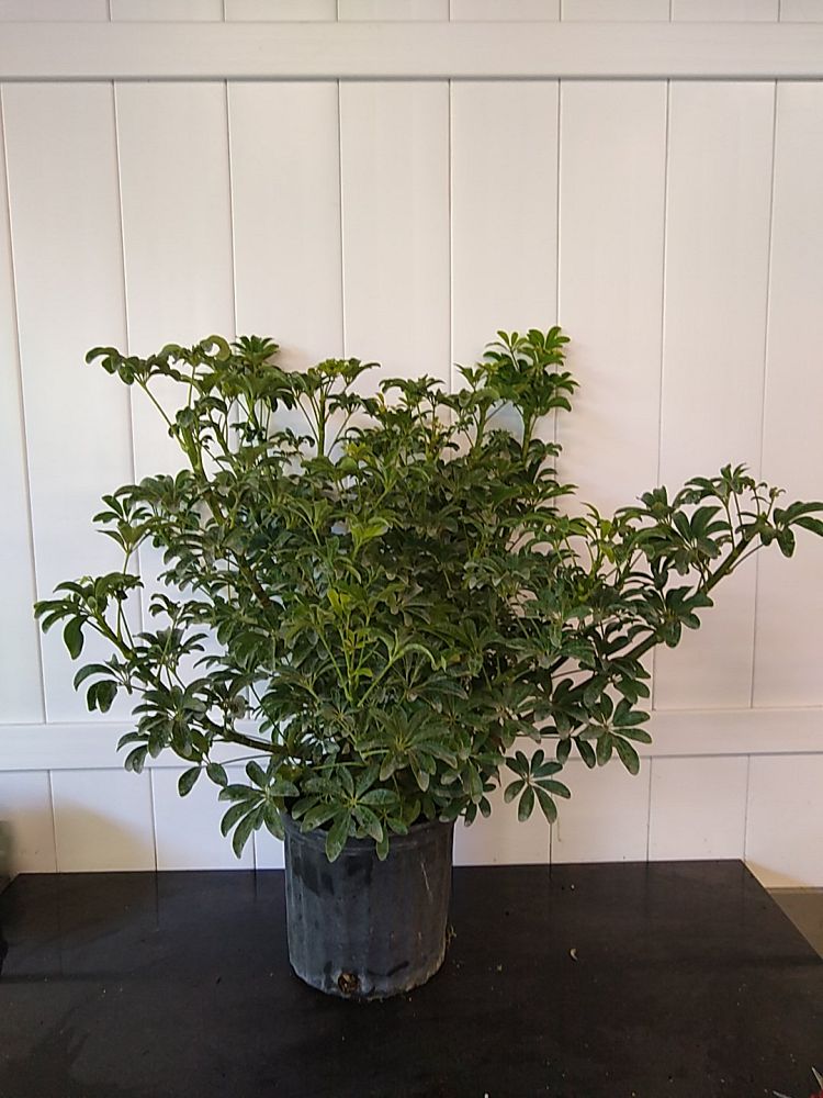 Compact Dwarf Umbrella Tree | PlantVine