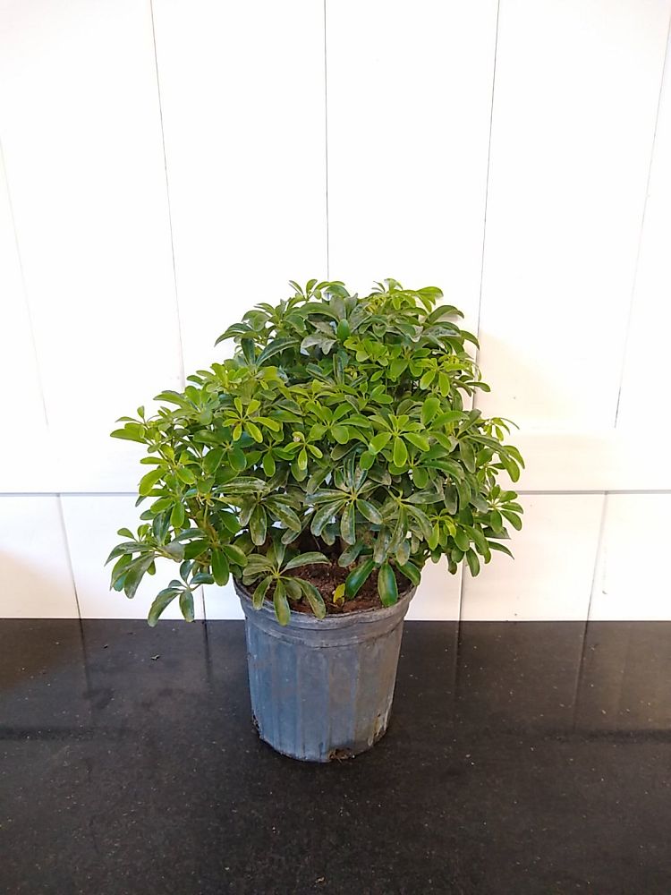 Compact Dwarf Umbrella Tree | PlantVine