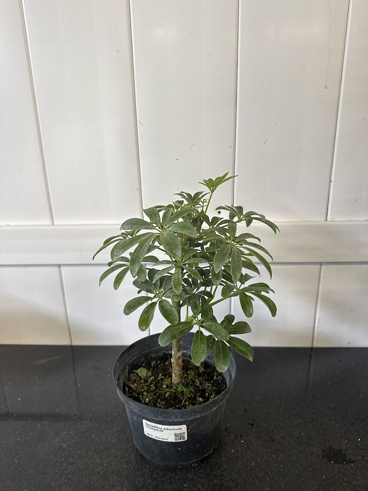 Compact Dwarf Umbrella Tree | PlantVine