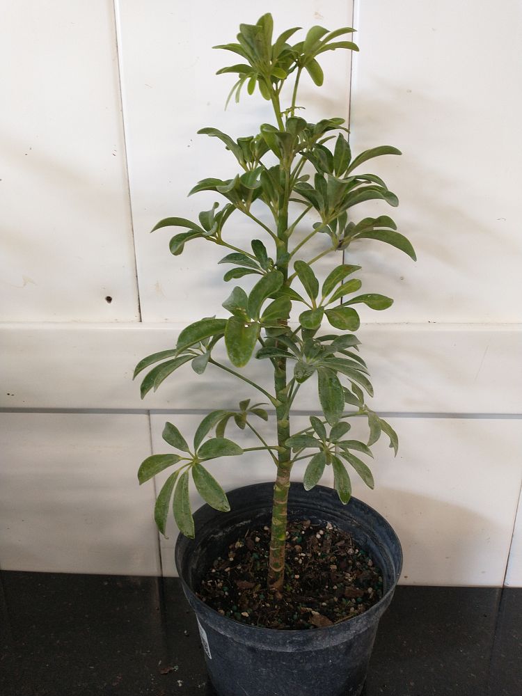 Compact Dwarf Umbrella Tree | PlantVine