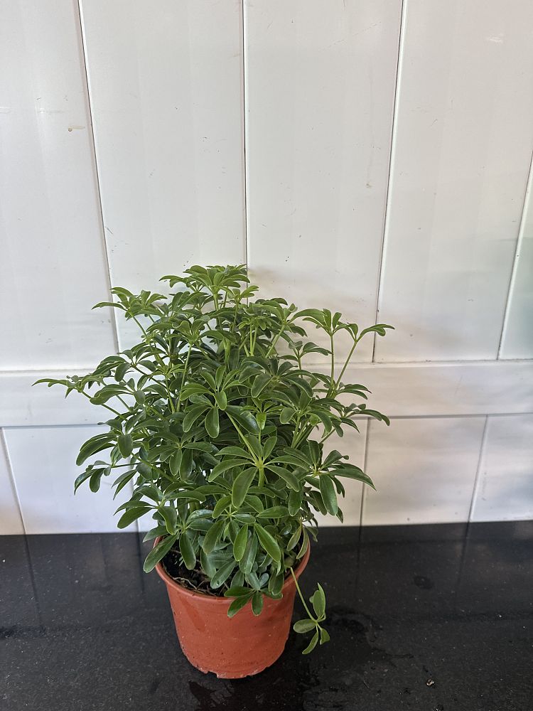 Compact Dwarf Umbrella Tree | PlantVine