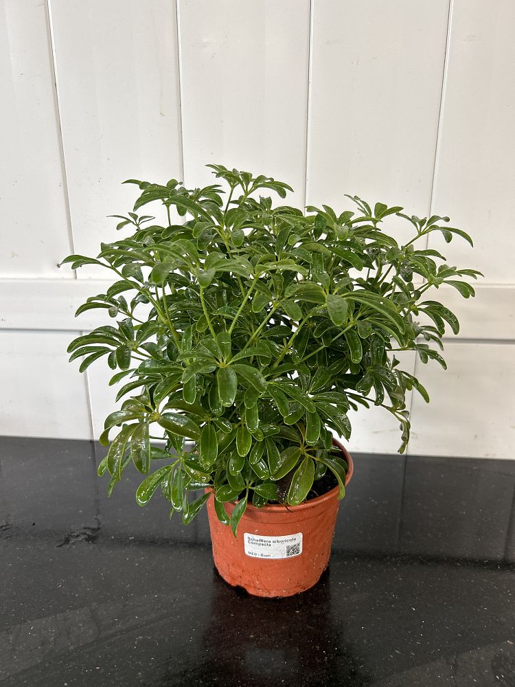Compact Dwarf Umbrella Tree | PlantVine