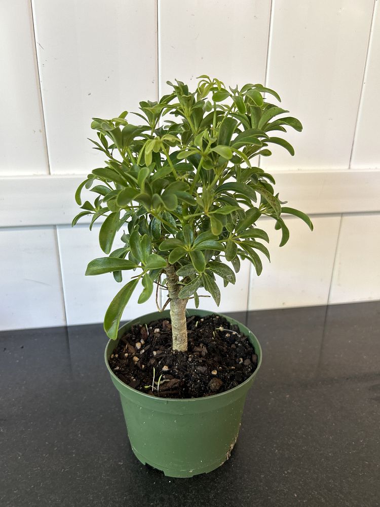 Compact Dwarf Umbrella Tree | PlantVine