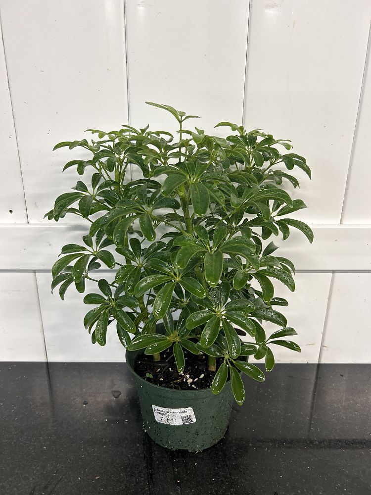 Compact Dwarf Umbrella Tree | PlantVine