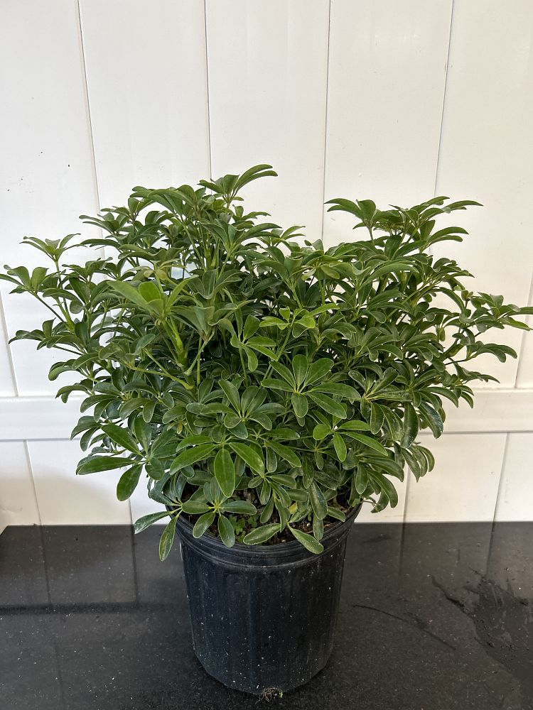 Compact Dwarf Umbrella Tree | PlantVine