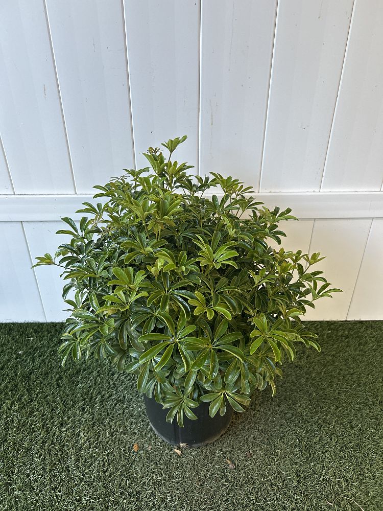 Compact Dwarf Umbrella Tree | PlantVine