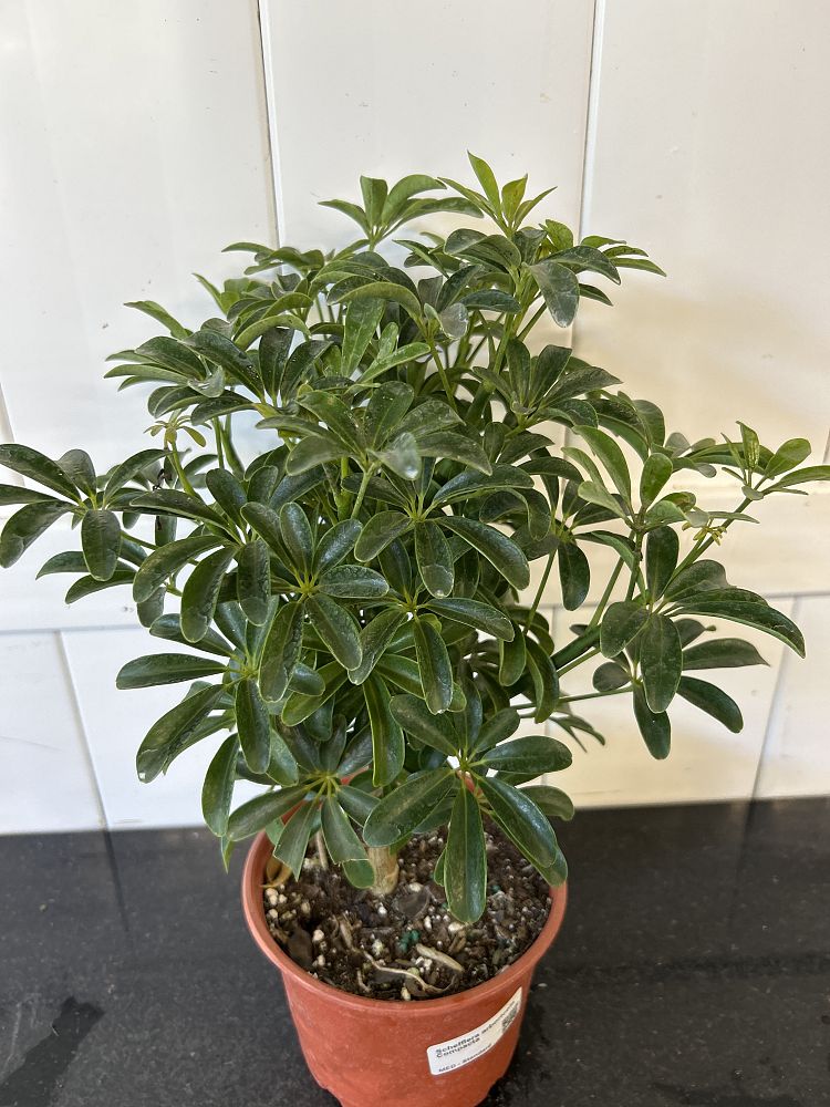 Compact Dwarf Umbrella Tree | PlantVine