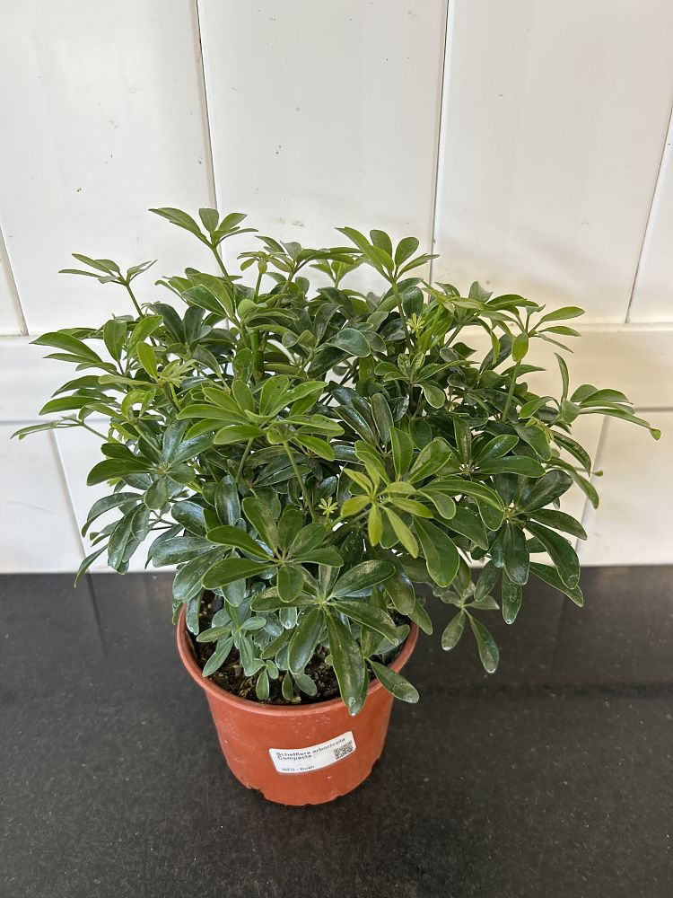Compact Dwarf Umbrella Tree | PlantVine