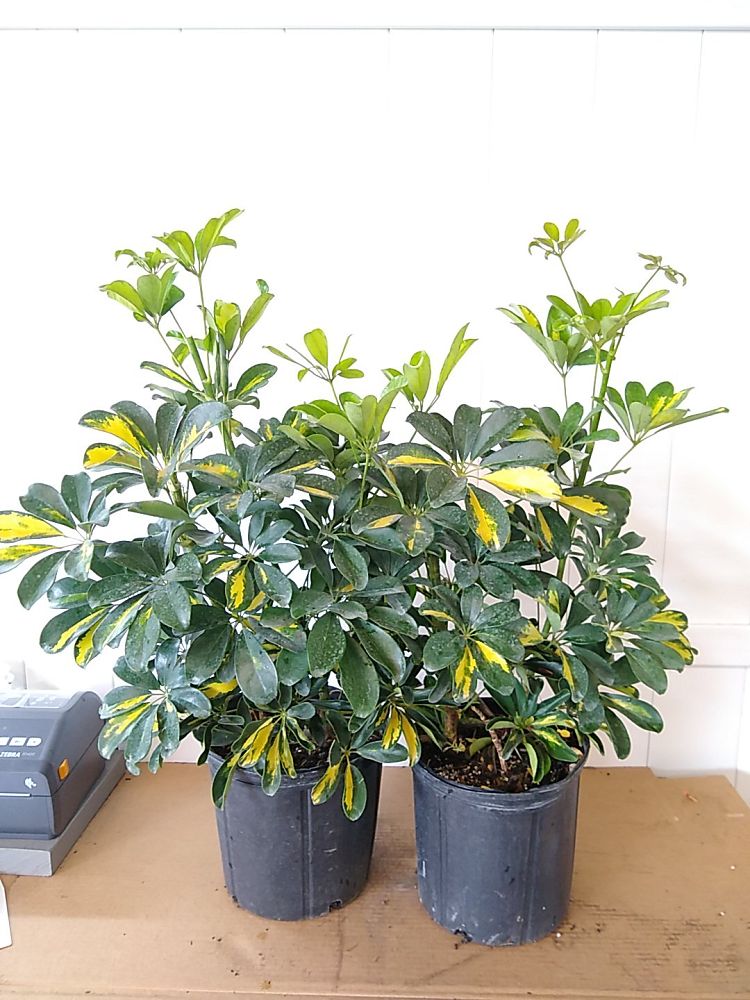 Schefflera arboricola ‘Gold Capella’, Umbrella Tree | PlantVine