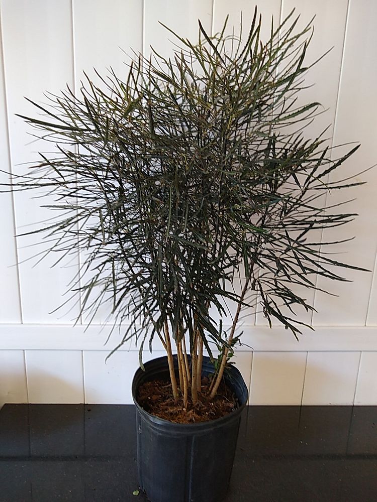 False Aralia | PlantVine