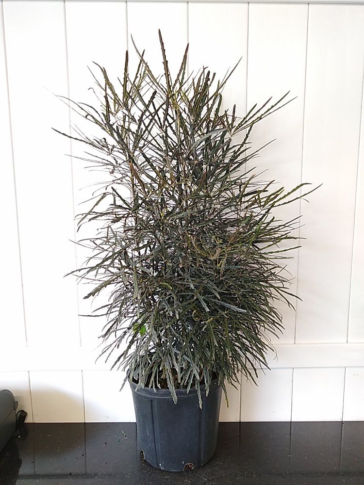 False Aralia | PlantVine