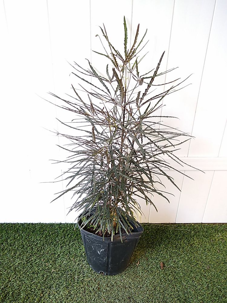 False Aralia | PlantVine