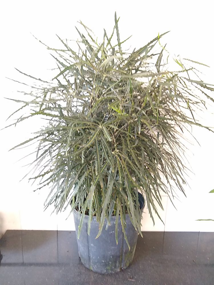 False Aralia | PlantVine