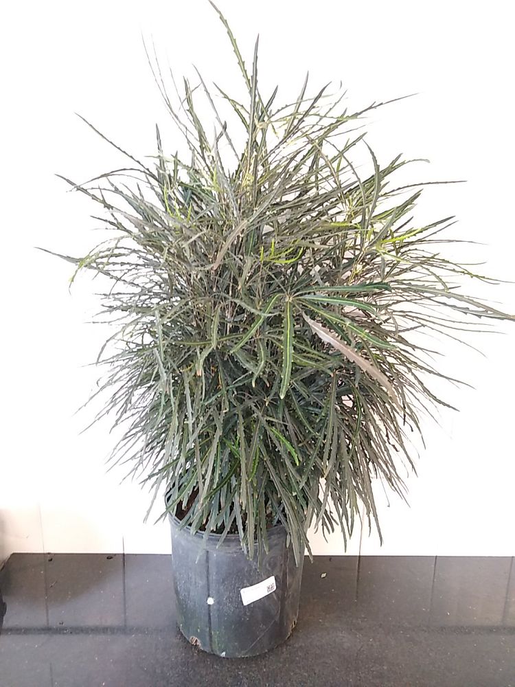 False Aralia | PlantVine