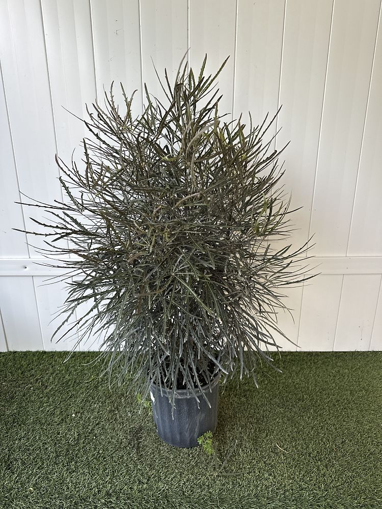 False Aralia | PlantVine