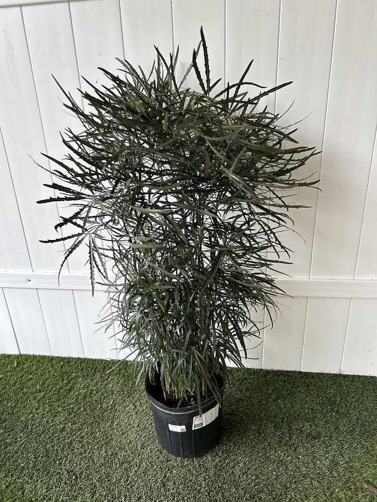 False Aralia | PlantVine