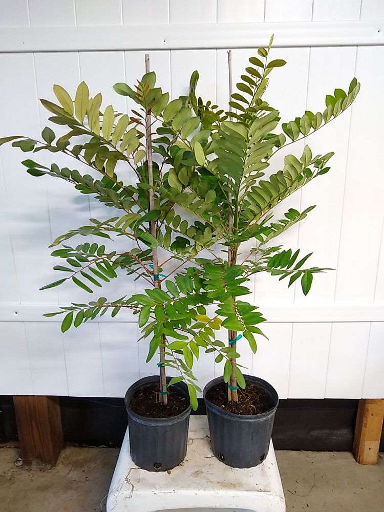 Simarouba glauca, Paradise Tree | PlantVine