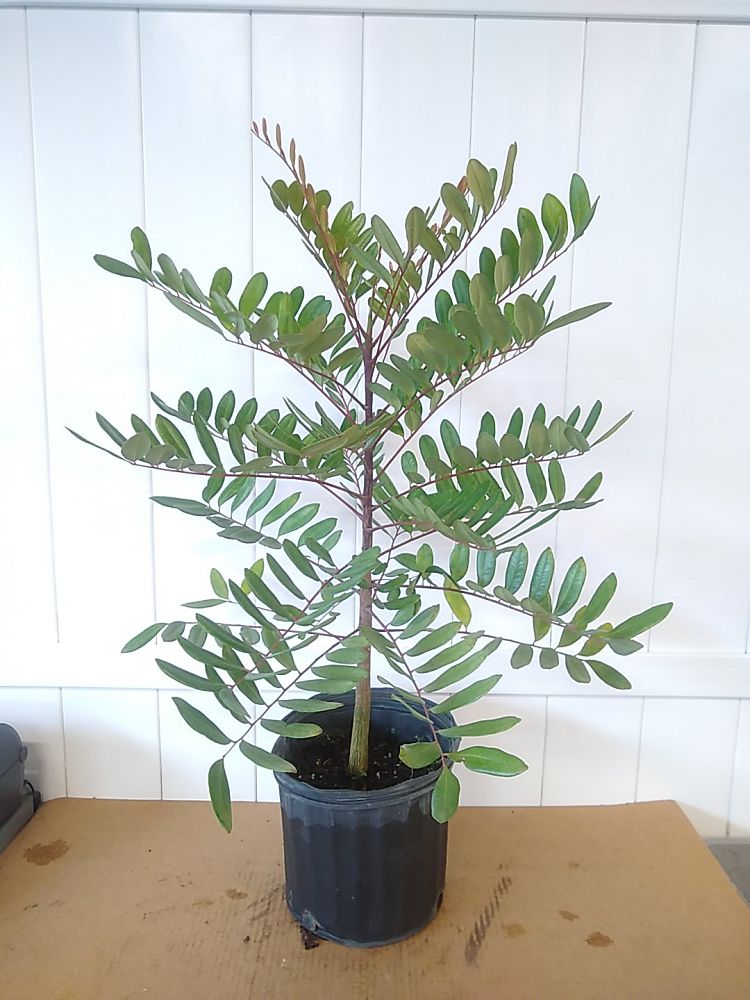 Simarouba glauca, Paradise Tree | PlantVine