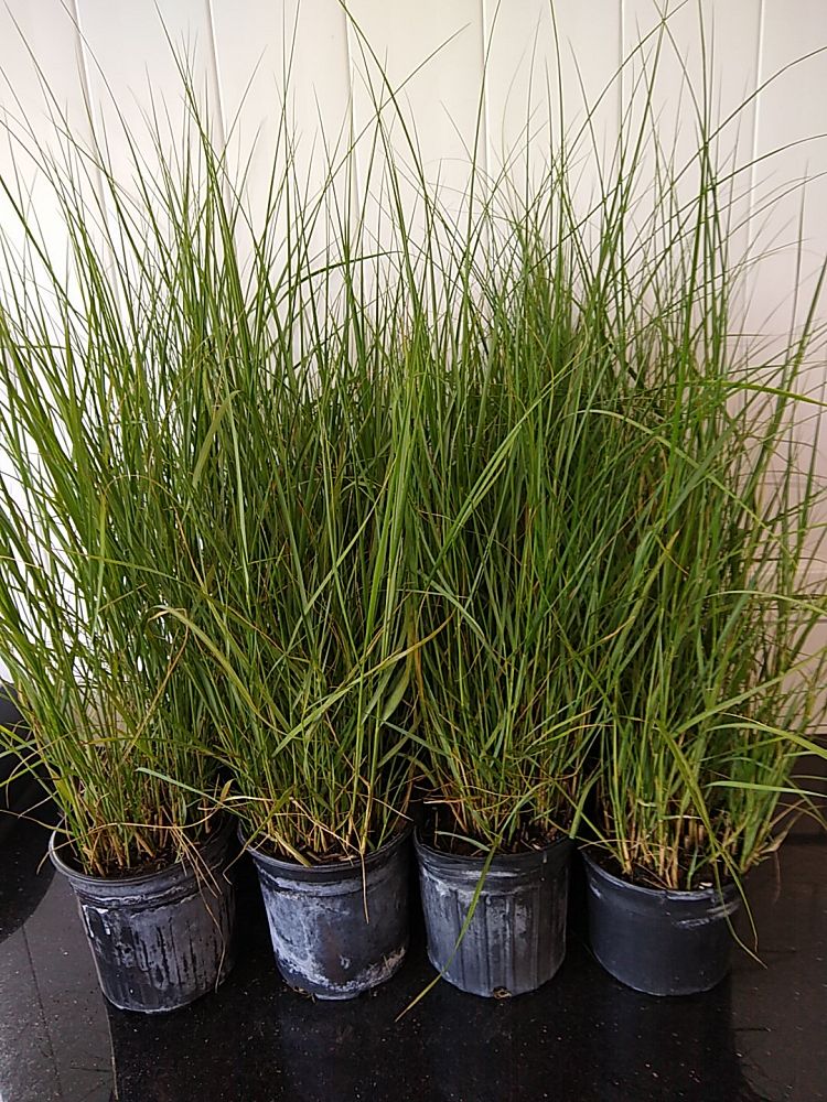 Spartina bakeri, Sand Cordgrass | PlantVine