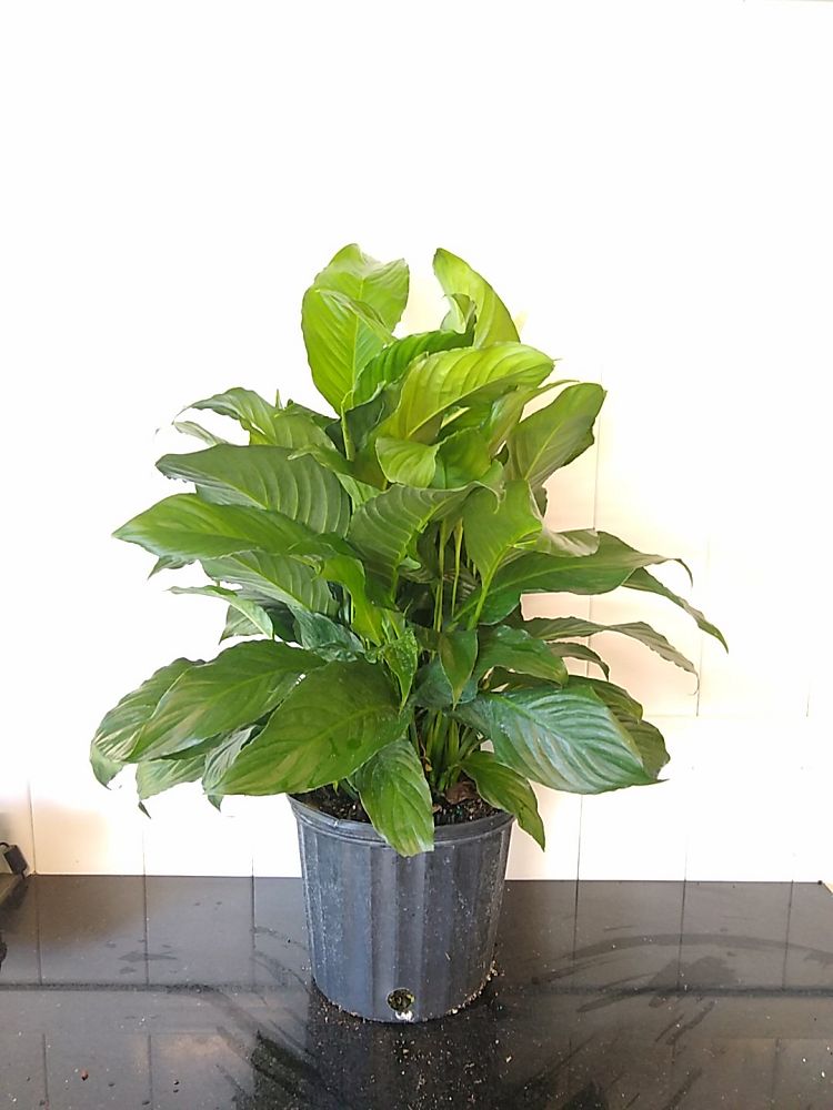 Spathiphyllum ‘Sweet Pablo’, Peace Lily | PlantVine