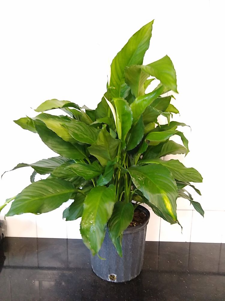 Spathiphyllum ‘Sweet Pablo’, Peace Lily | PlantVine