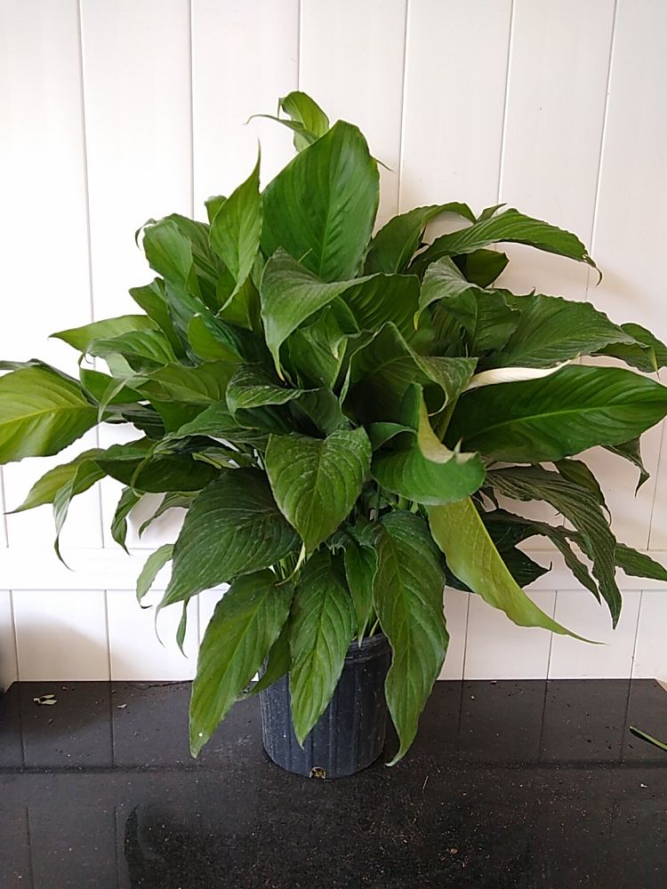 Spathiphyllum ‘Sweet Pablo’, Peace Lily | PlantVine